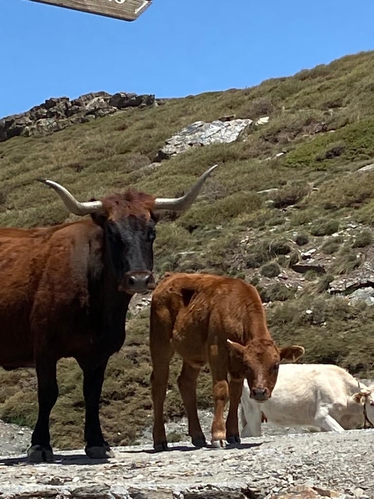 Domestic Cattle from Sierra Nevada on May 18, 2022 by ...