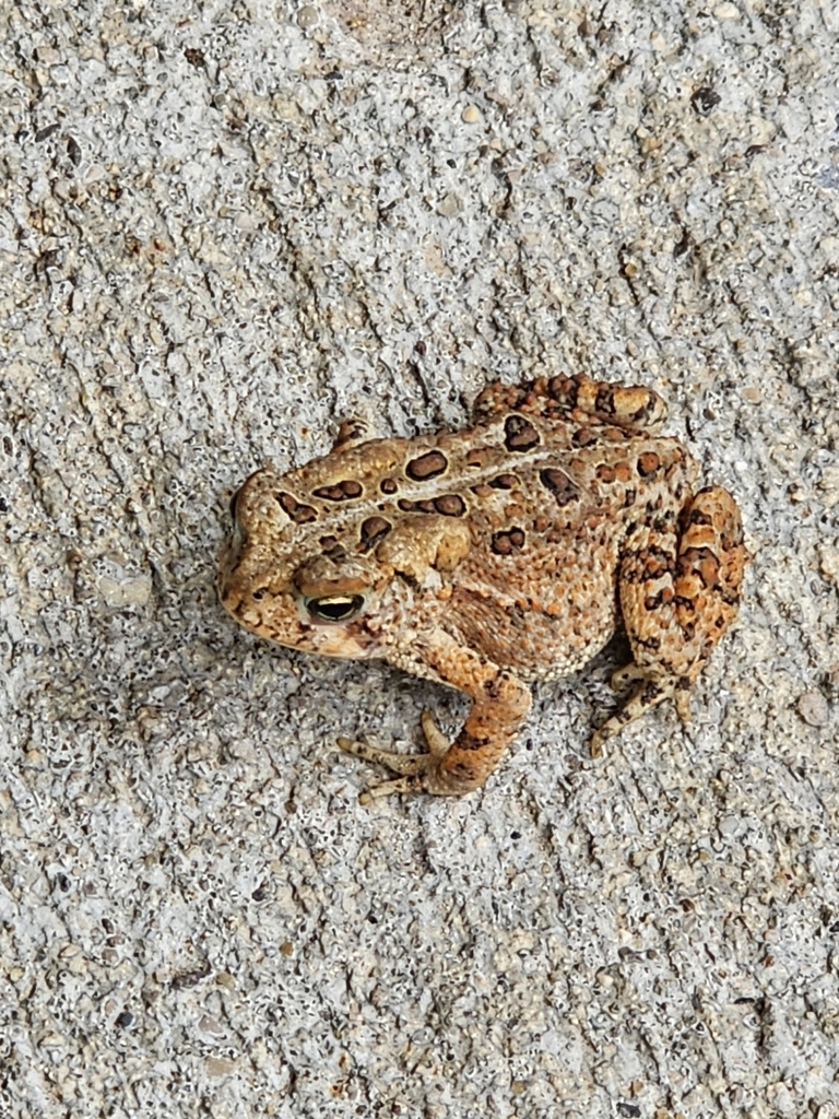 American Toad from Colfax Township, MI, USA on July 16, 2023 at 01:30 ...