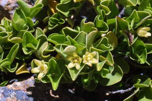 Subtribe Diplolepinae · iNaturalist