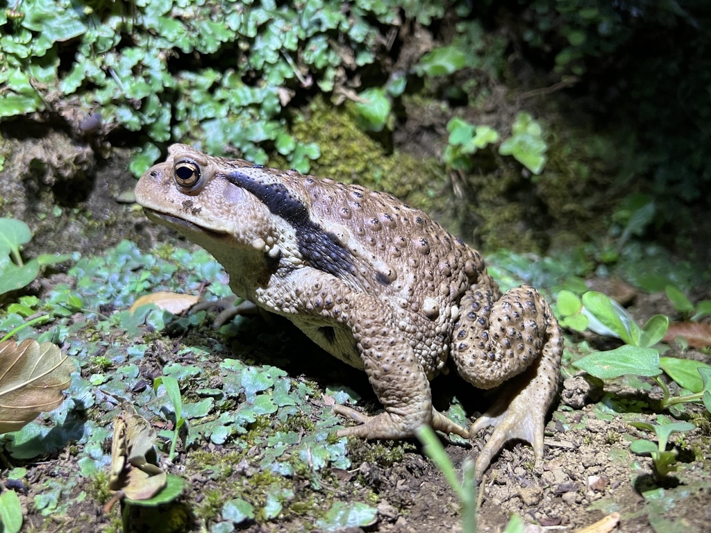 Eastern-Japanese Common Toad from 雑司ヶ谷霊園, 豊島区, 東京都, JP on July 16, 2023 ...