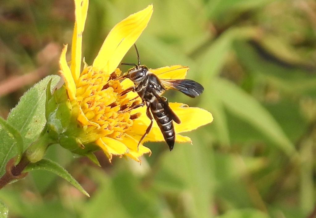 Sharptail Bees from Rutherford County, TN, USA on July 16, 2023 at 09: ...