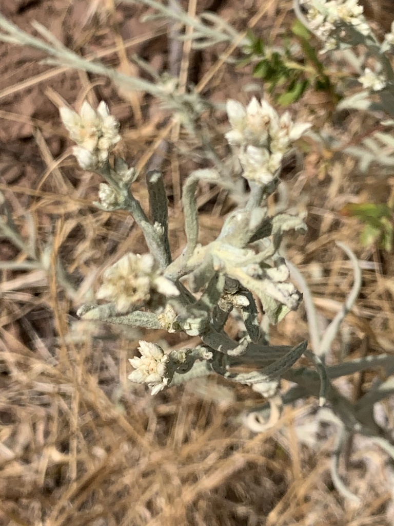 Fragrant Everlasting from Coyote Hills Regional Park, Fremont, CA, US ...