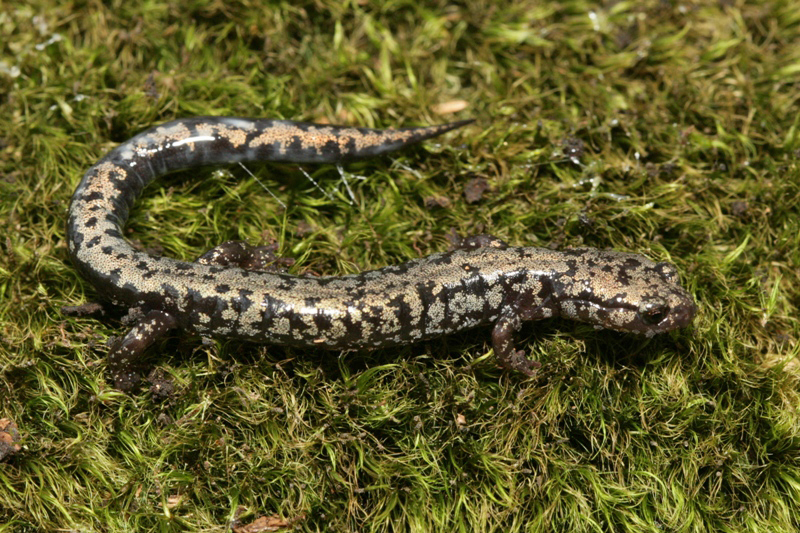 Weller's Salamander in June 2011 by Diana-Terry Hibbitts · iNaturalist