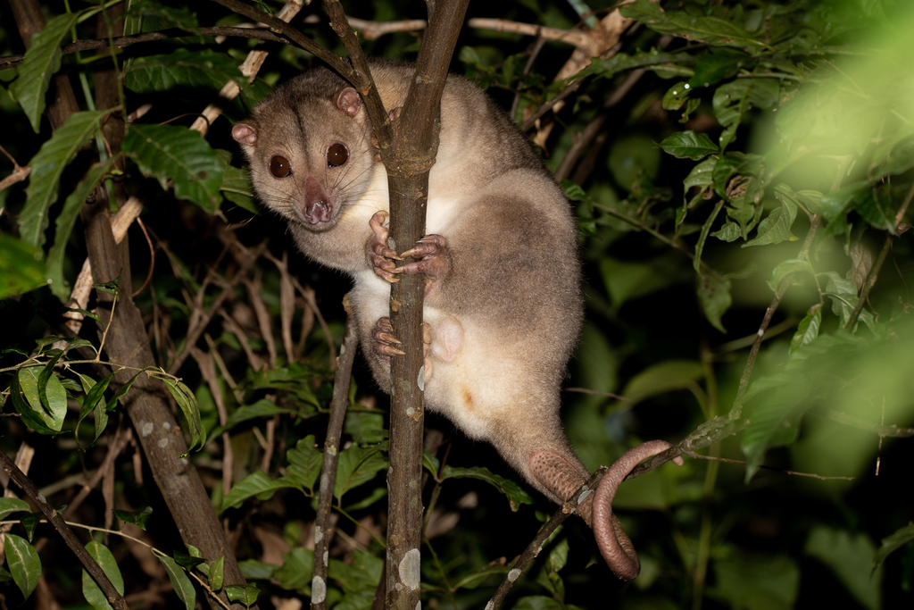 Southern Common Cuscus from Iron Range, Lockhart QLD 4892, Australia on ...