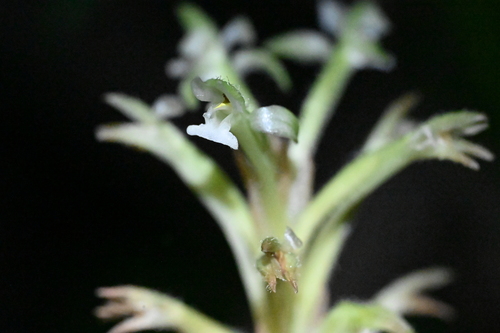 Microchilus longicornu · iNaturalist