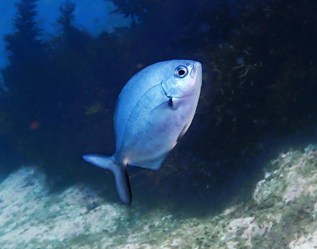 Silver Sweep from Sydney NSW, Australia on July 13, 2023 at 10:41 AM by ...