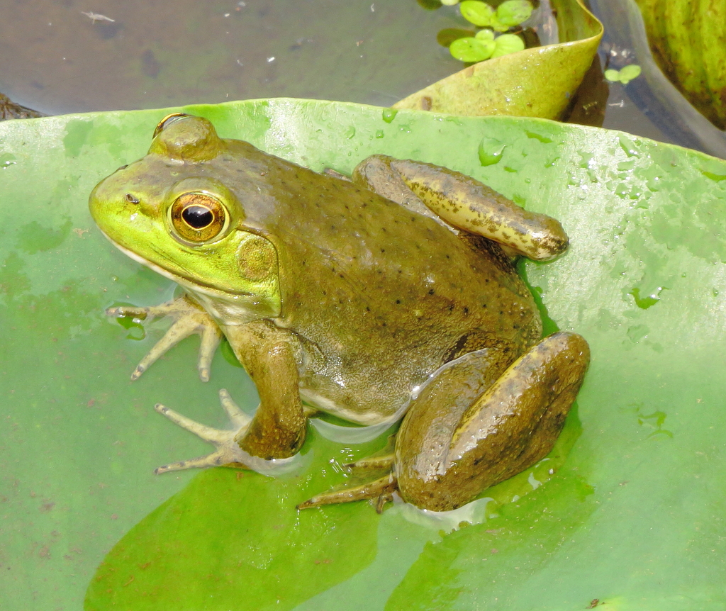 American Bullfrog from RSU Nature Preserve, Rogers County OK on July 16 ...