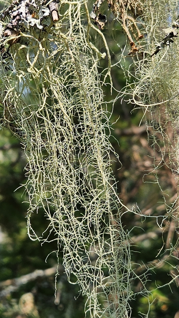 Fishbone Beard Lichen from Montreal River Harbour, ON P0S 1H0, Canada ...