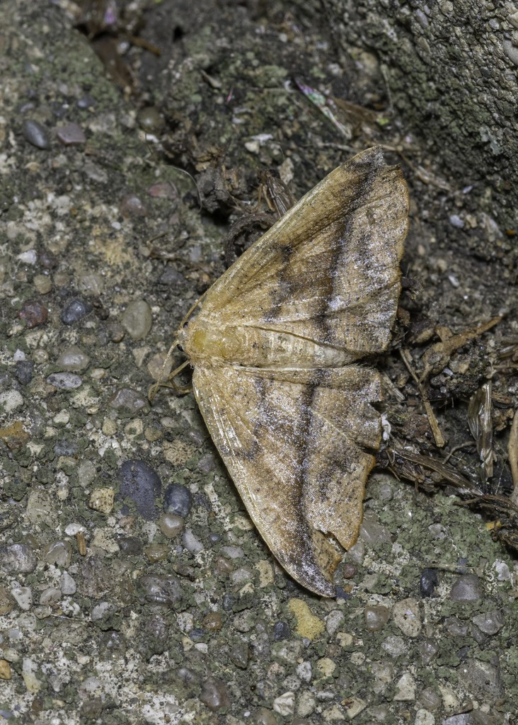Juniper Geometer Moth from Harters Heights, South Bend, IN, USA on July ...