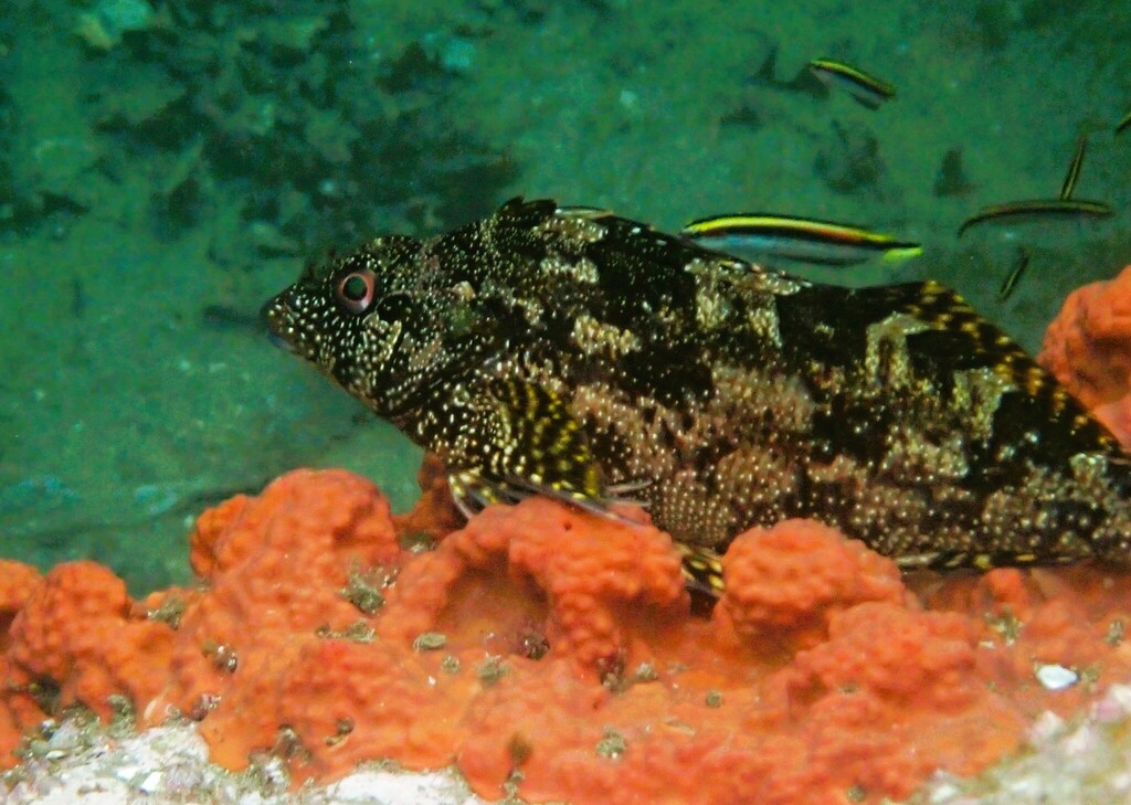 Eastern Kelpfish from Sydney NSW, Australia on May 26, 2023 at 11:53 AM ...