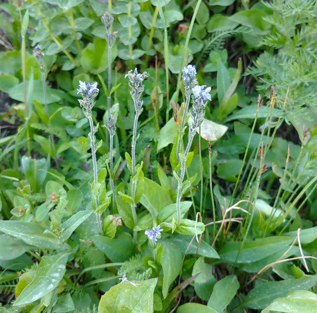 American alpine speedwell from Flathead County, MT, USA on July 9, 2023 ...