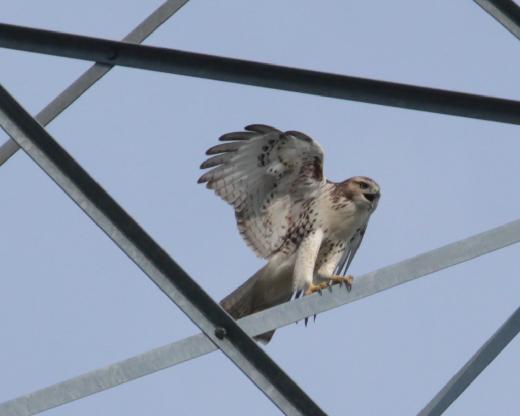 Red-tailed Hawk from Wentzville, MO, USA on July 16, 2023 at 05:51 PM ...