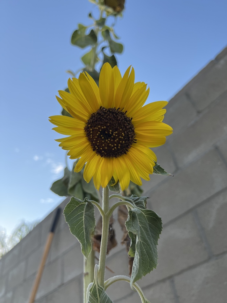 sunflowers from Ambrister Dr, Bakersfield, CA, US on July 16, 2023 at ...