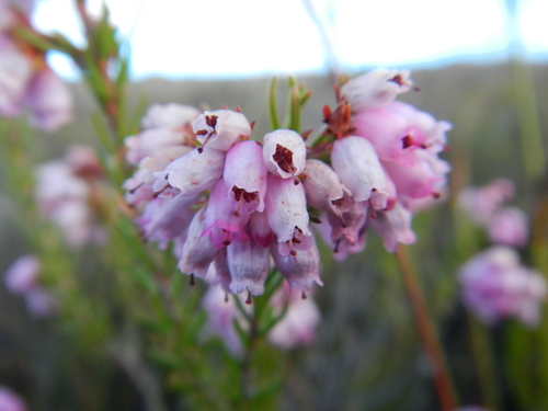 Dolphin Heath (Erica orculiflora) · iNaturalist