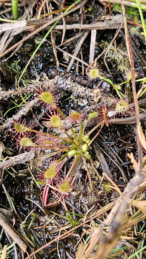 spoonleaf sundew from Montreal River Harbour, ON P0S 1H0, Canada on ...