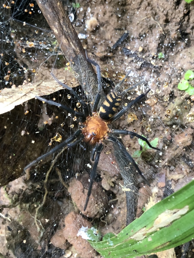 Linothele fallax from San Martín, PE on July 16, 2023 at 01:21 PM by ...