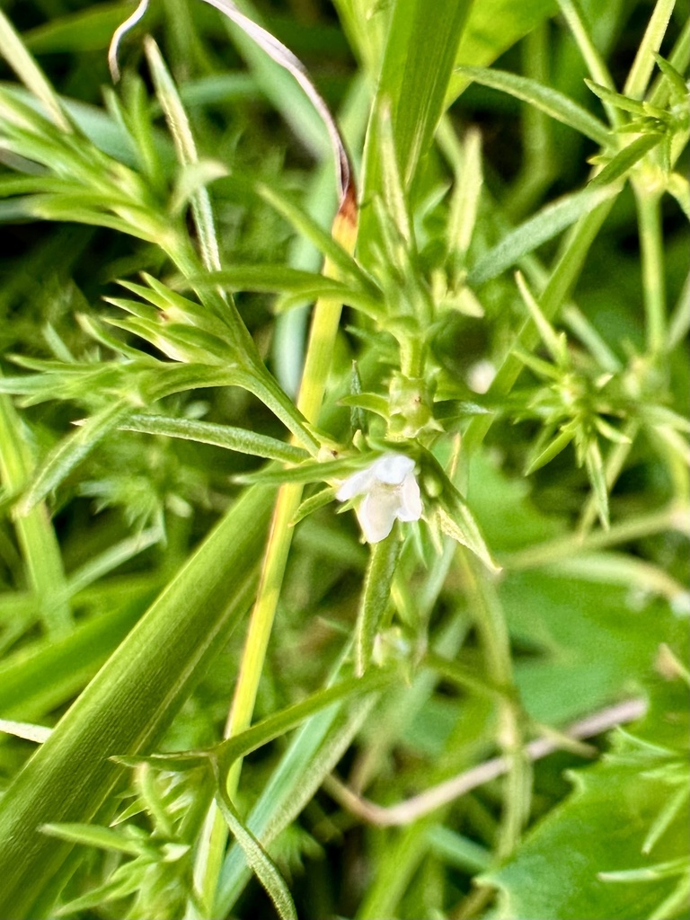 Rust Weed in July 2023 by lahubb · iNaturalist