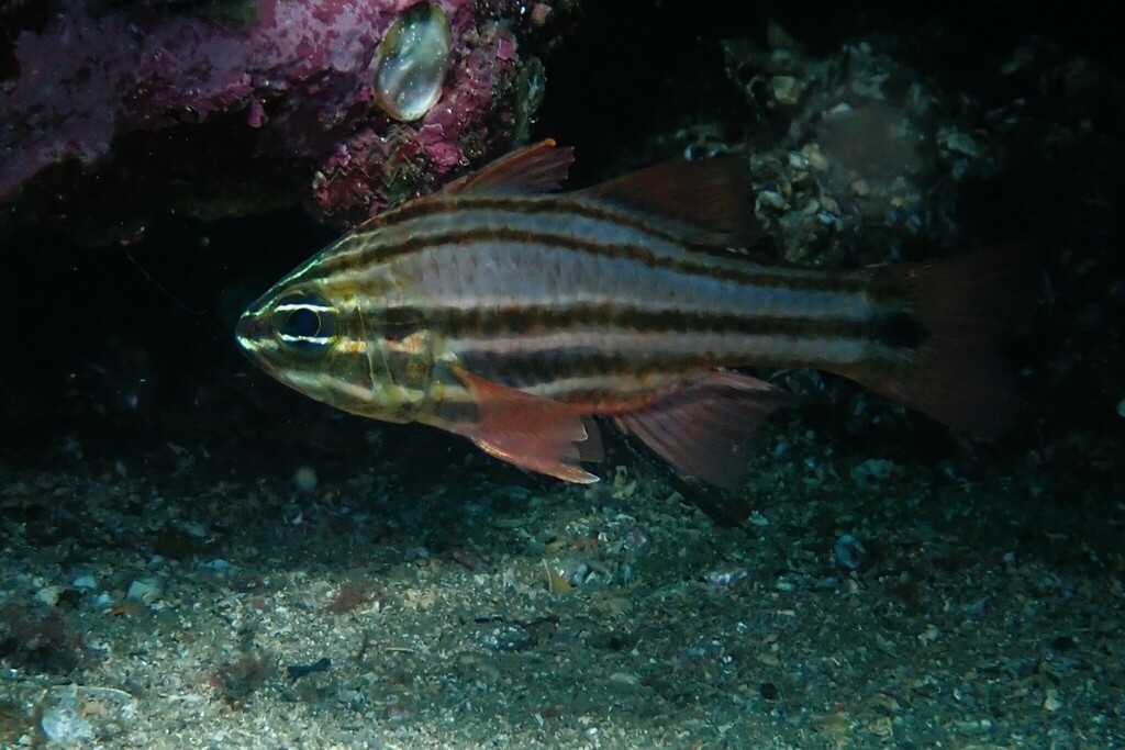 Sydney Cardinalfish from Sydney NSW, Australia on June 16, 2023 at 12: ...