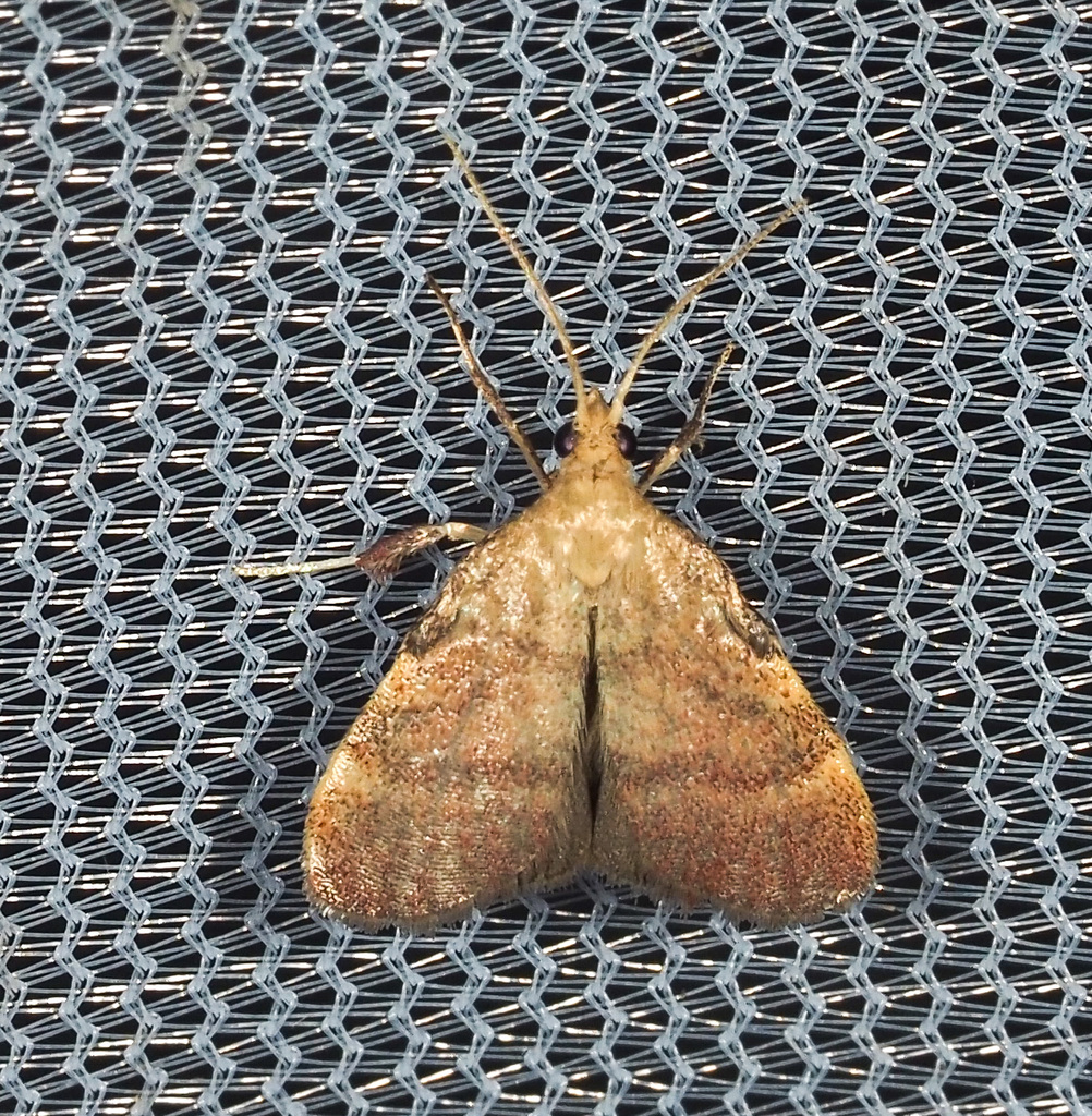 Drab Condylolomia Moth from Garrett County, MD, USA on July 14, 2023 at ...
