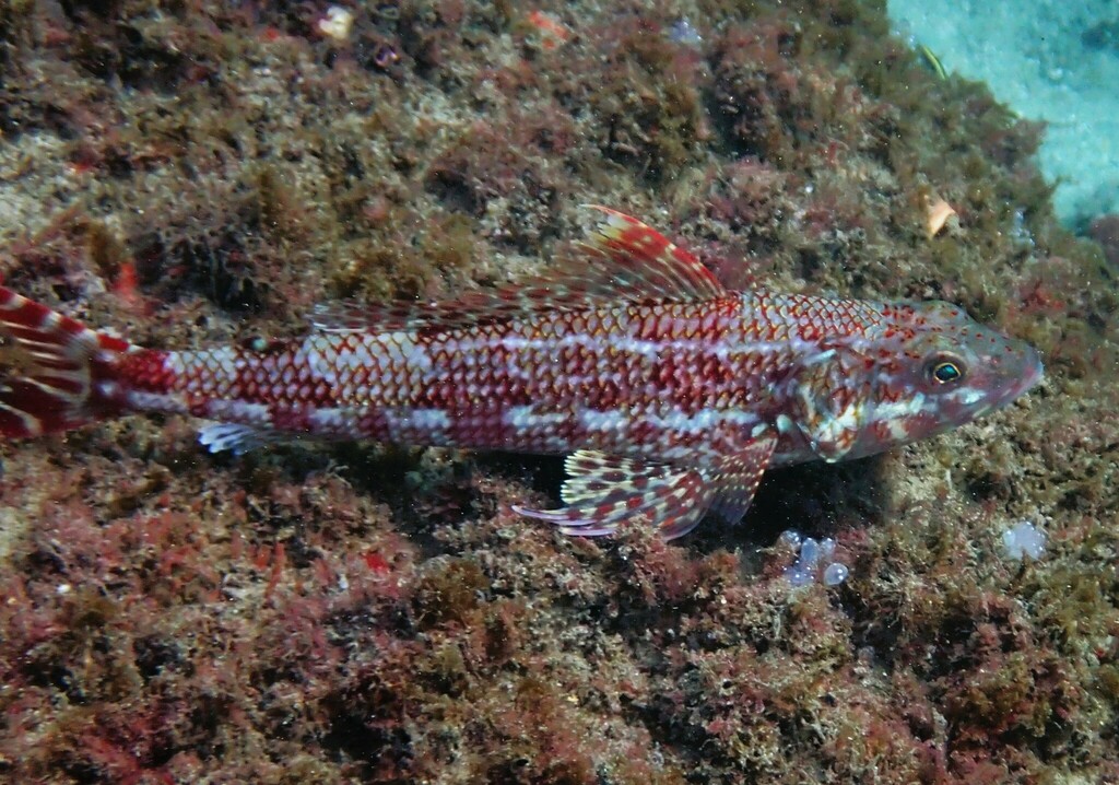 Sergeant Baker from Sydney NSW, Australia on June 16, 2023 at 12:18 PM ...