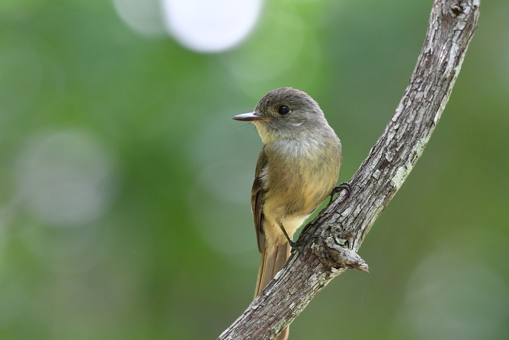 Contopus hispaniolensis hispaniolensis from La Placa, Duverge ...