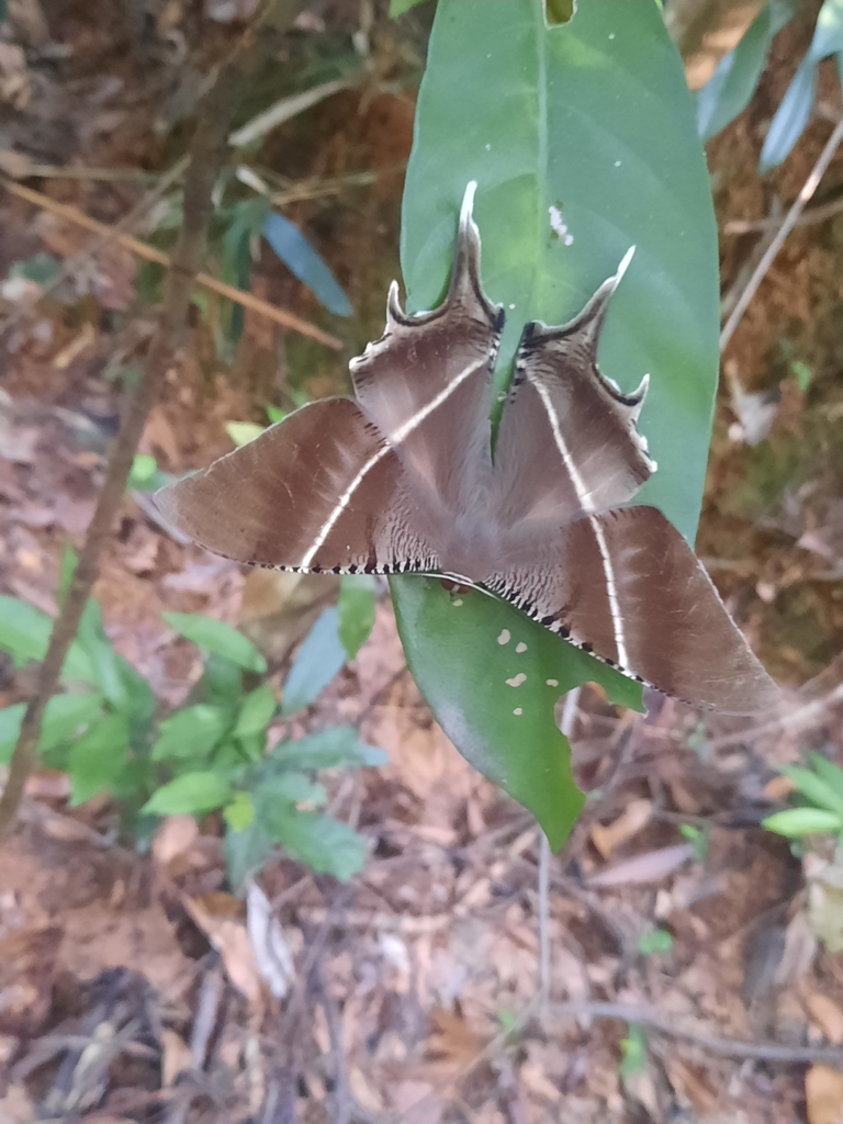 Tropical Swallowtail Moth from Hong Kong, Tai Po Kau, 瞭望里 on July 15 ...