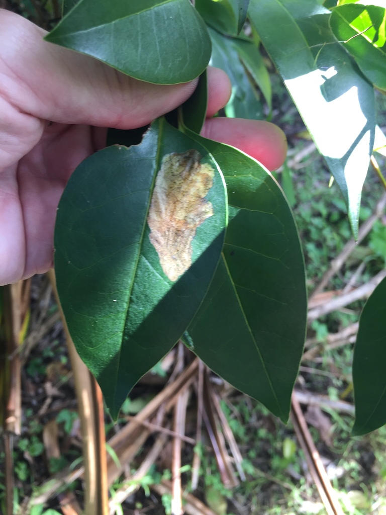 Sharp-Tipped Bell Moth from Auckland, New Zealand on July 17, 2023 at ...