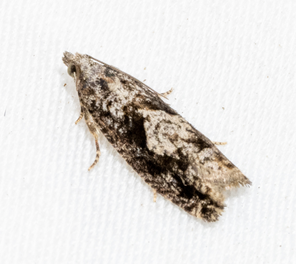 Maple Trumpet Skeletonizer Moth from Pike County, OH, USA on July 16 ...