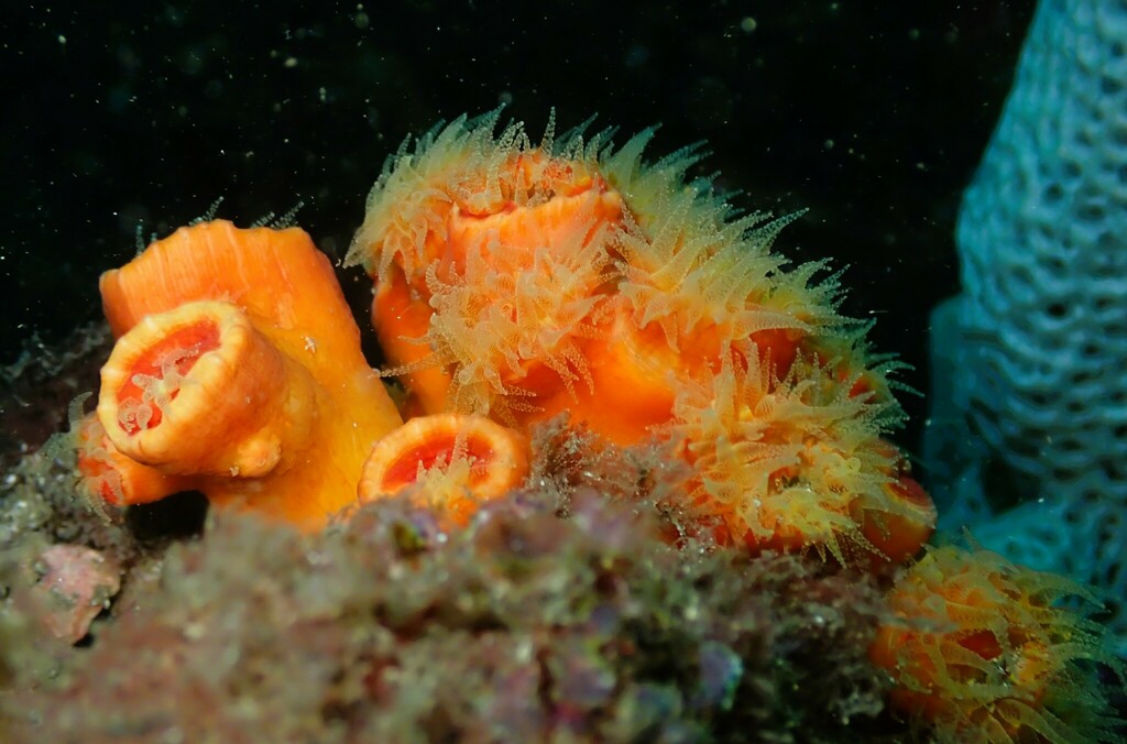 Tubastraea aurea from Sydney NSW, Australia on April 14, 2023 at 11:20 ...