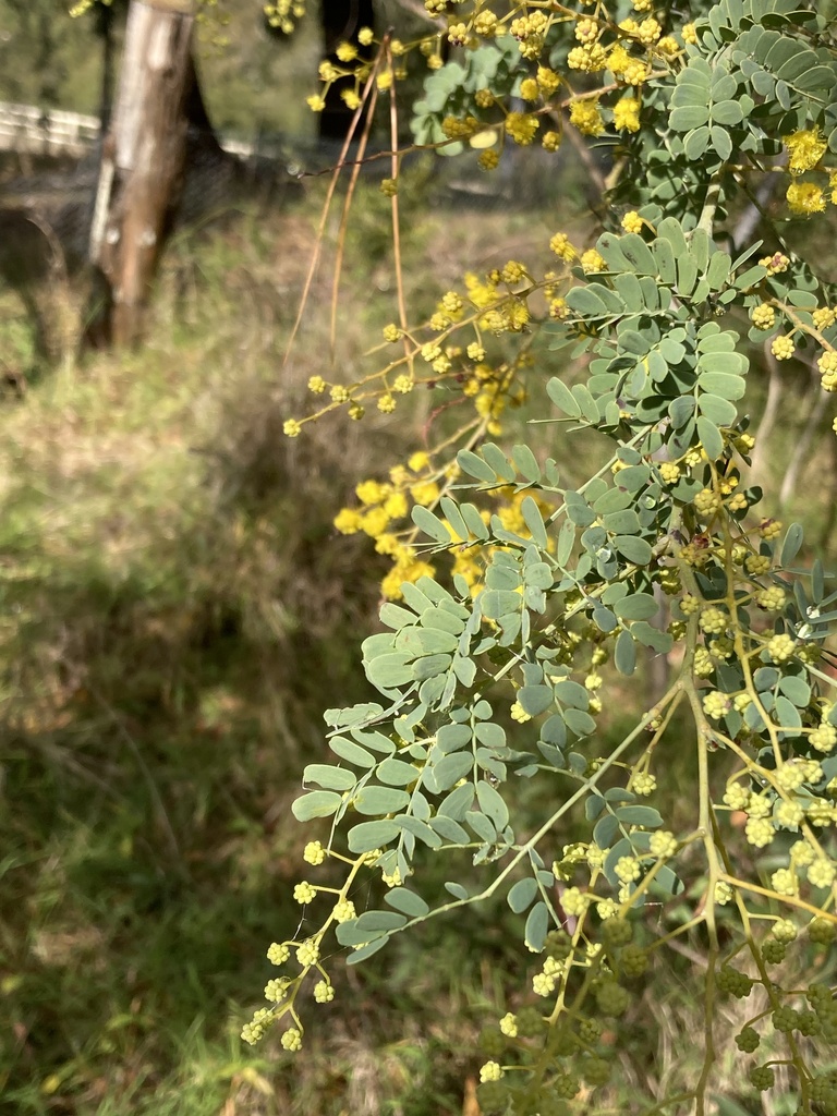 mudgee wattle from Burraneer Rd, Coomba Park, NSW, AU on July 17, 2023 ...