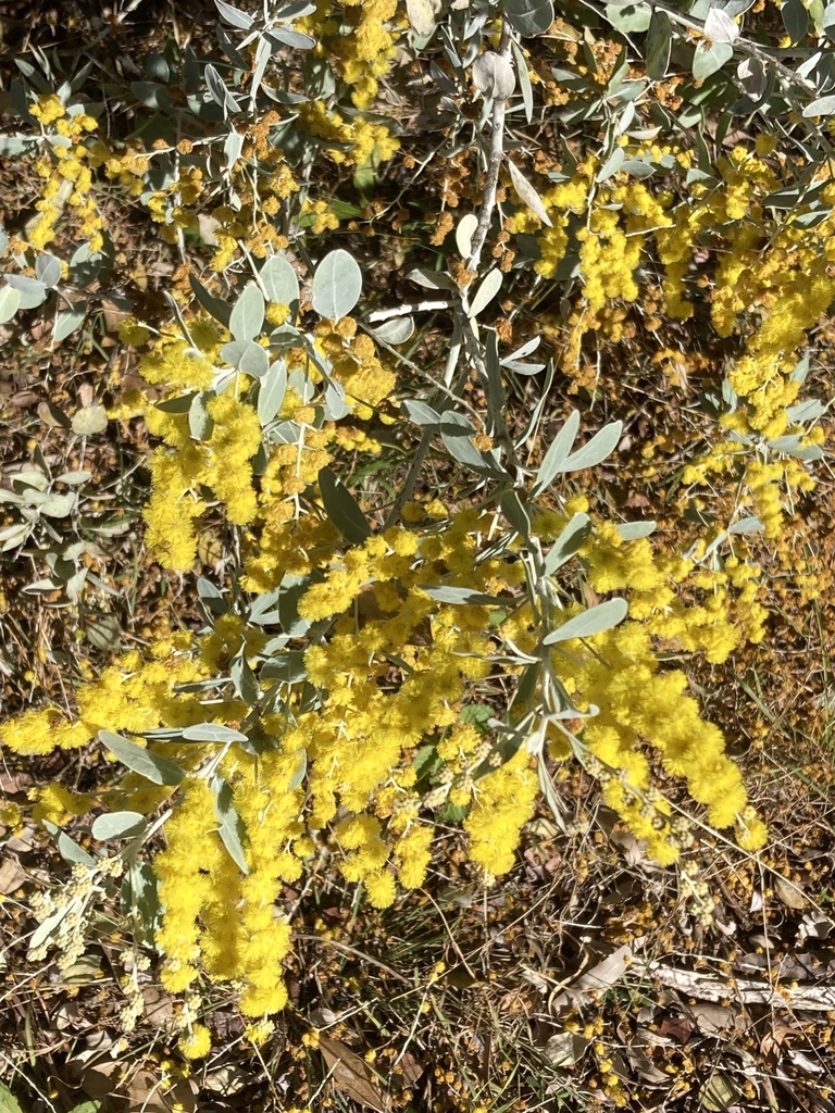 Queensland silver wattle from Moorooba Rd, Coomba Park, NSW, AU on July ...