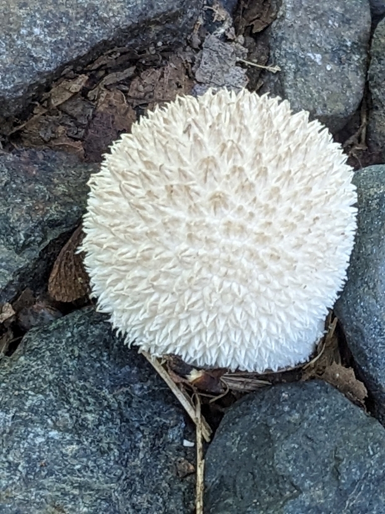 Spiny Puffball from Meramec Township, MO, USA on July 15, 2023 at 09:24 ...