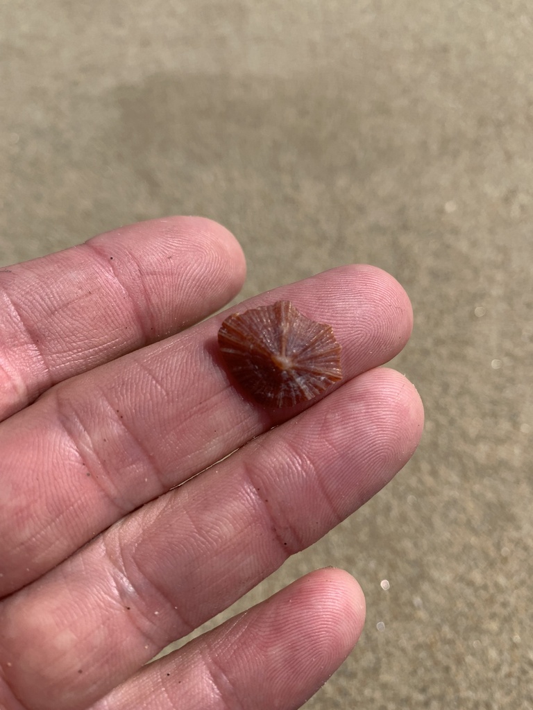 Siphonaria from Ellis Beach, QLD, AU on July 17, 2023 at 09:33 AM by ...
