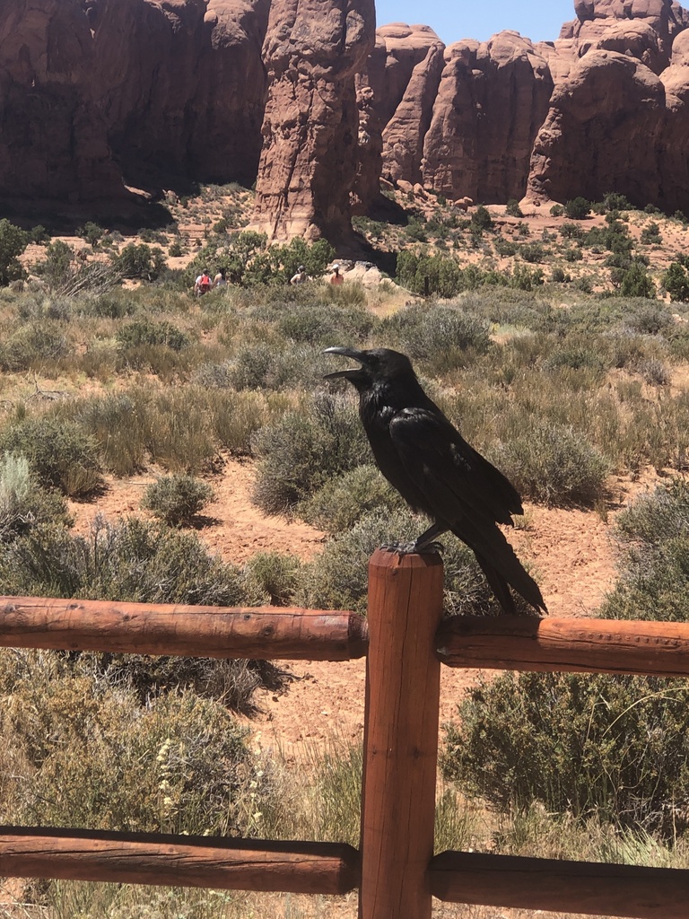 Common Raven from Grand County, US-UT, US on July 1, 2023 at 02:54 PM ...