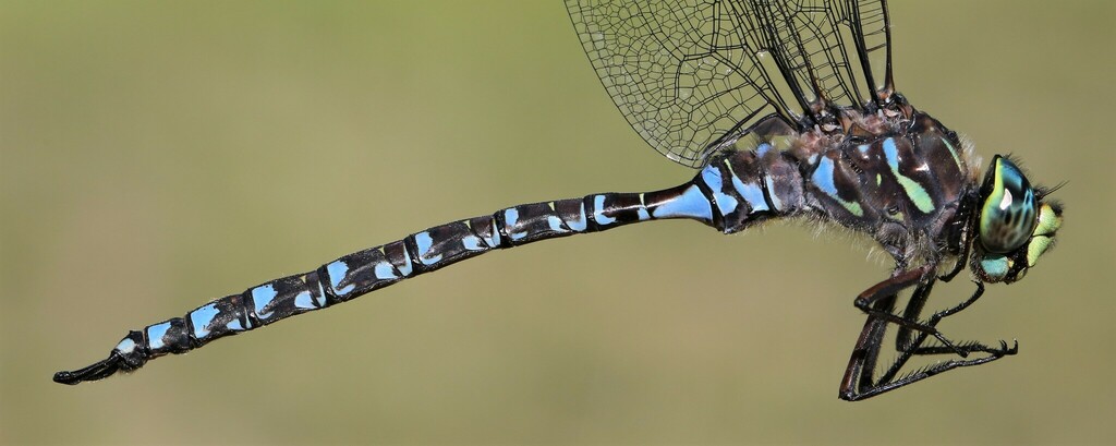Lake Darner from Okanogan County, WA, USA on July 16, 2023 at 08:54 AM ...