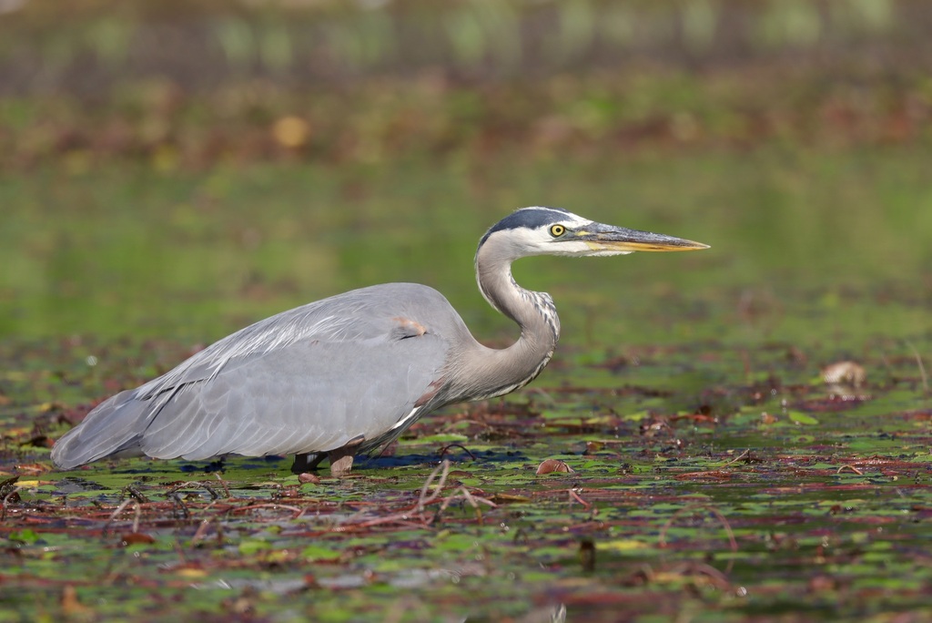 Northwest Coast Great Blue Heron from Spokane County, WA, USA on July ...