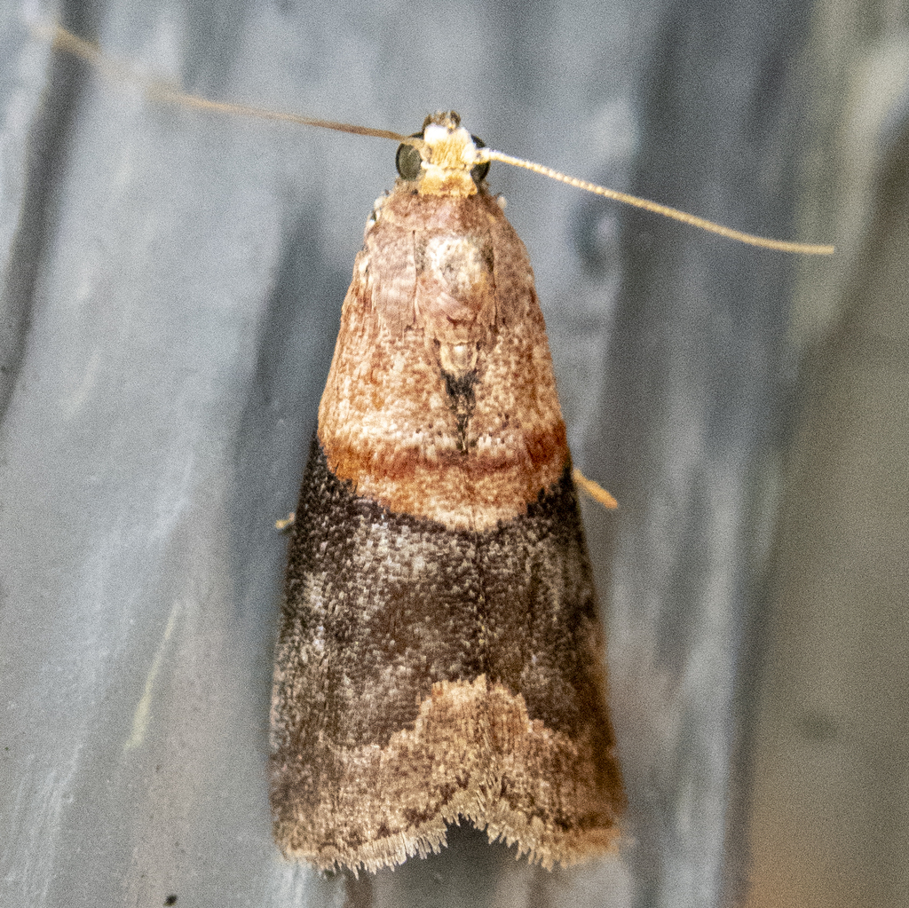 Walnut Shoot Moth from Shepard Settlement, Onondaga County, NY, USA on ...