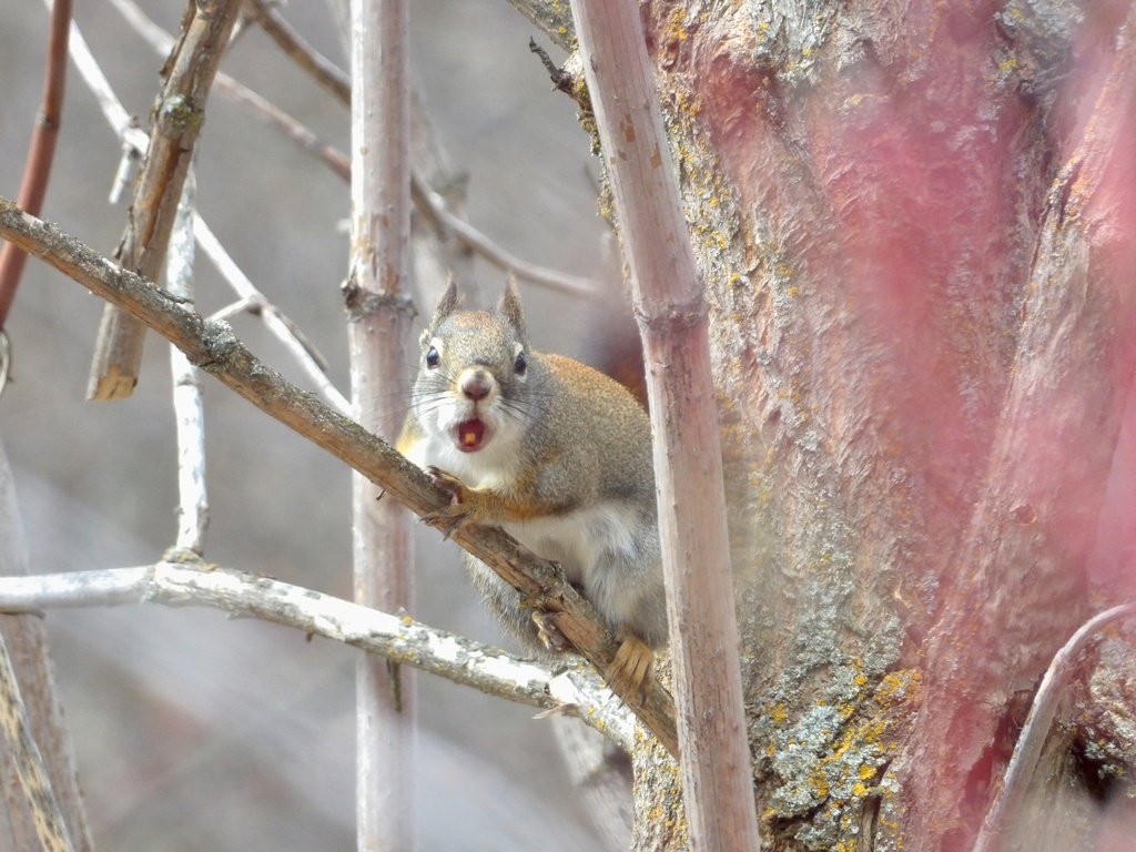 American Red Squirrel from Lower Rattlesnake, Missoula, MT 59802, USA ...