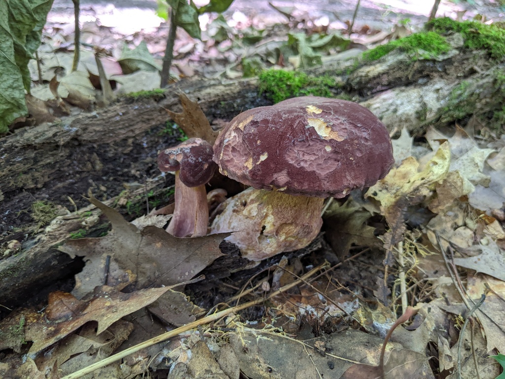 Tylopilus from Bald Mountain Recreation Area South on July 7, 2023 at ...