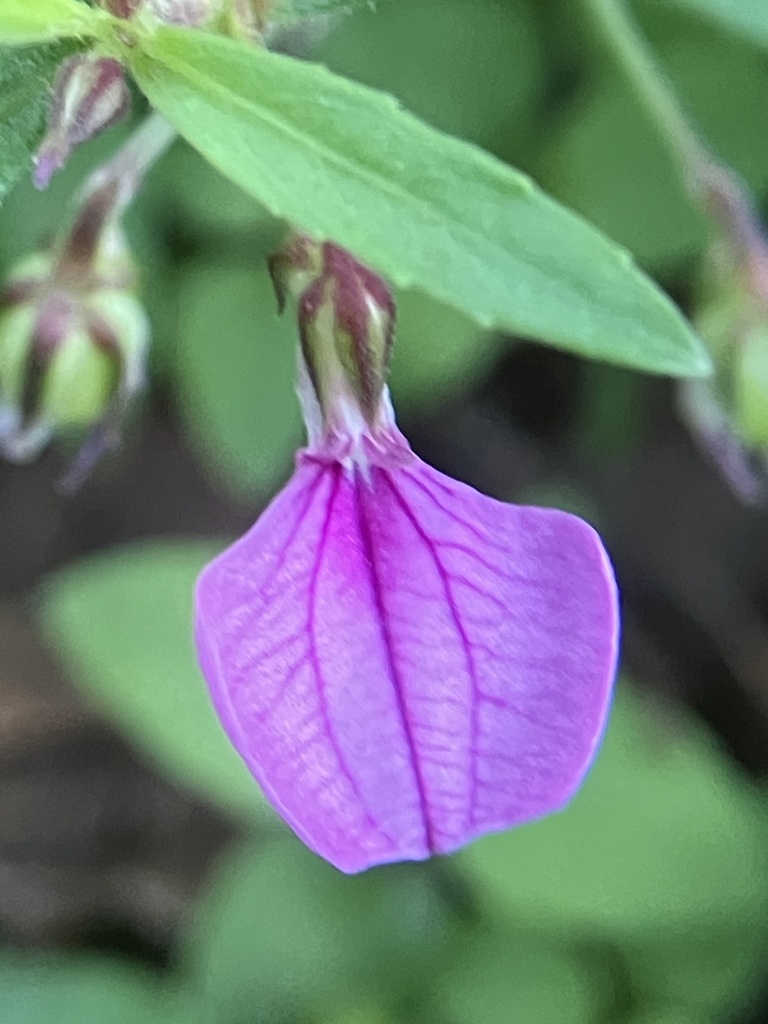 Spade Flower from Bolarum, Secunderabad, TG, IN on July 17, 2023 at 07: ...