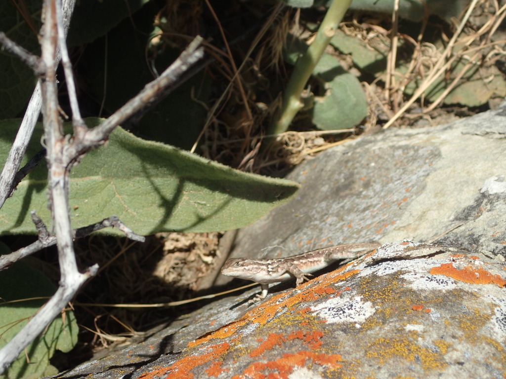 Common Sagebrush Lizard from Moffat, Colorado, United States on July 27 ...