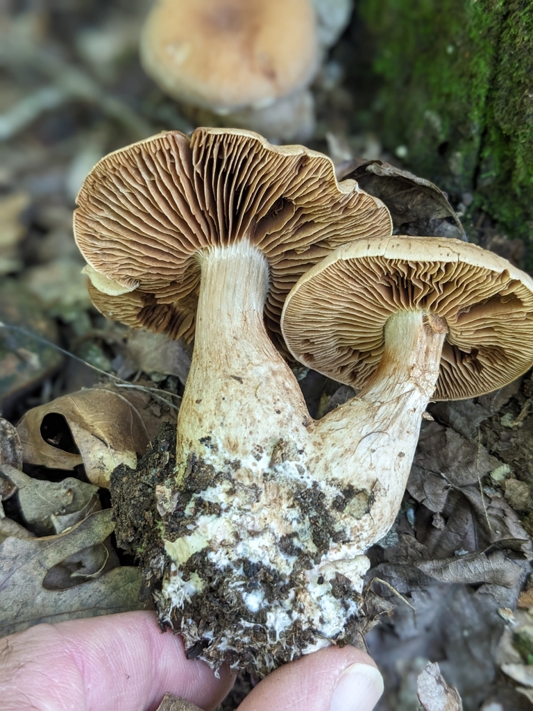 Webcaps from Meramec Township, MO, USA on July 15, 2023 at 10:05 AM by ...