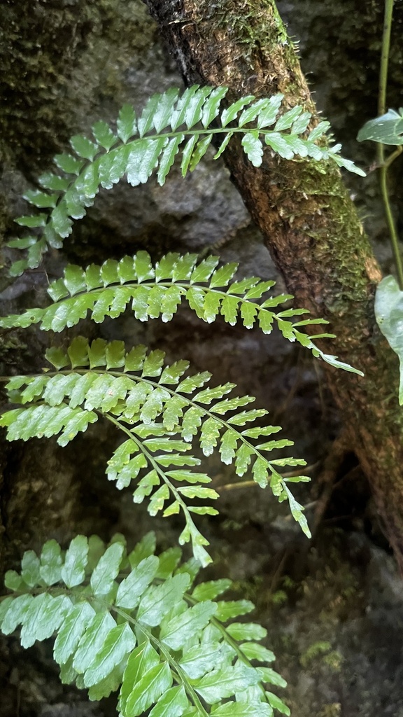 ferns from Palau, PW on June 20, 2023 at 01:33 PM by bananalaska ...