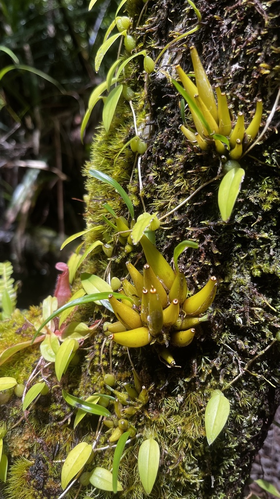 orchids from Babeldaob, Palau, PW on June 22, 2023 at 12:36 PM by ...