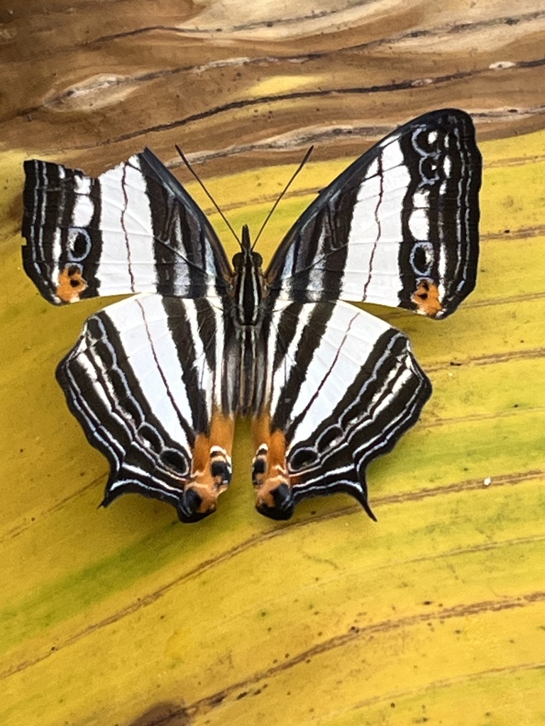 Cyrestis adaemon from New Britain, West New Britain, PG on July 17 ...