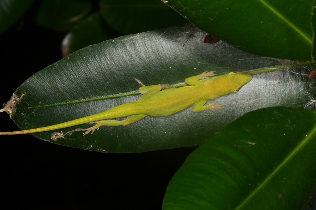 East Dominican Green Anole from Bávaro, 23000, Dominican Republic on ...
