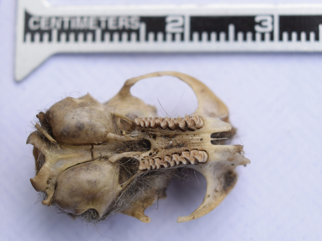 California Vole from Ed R. Levin County Park, CA, USA on July 16, 2023 ...