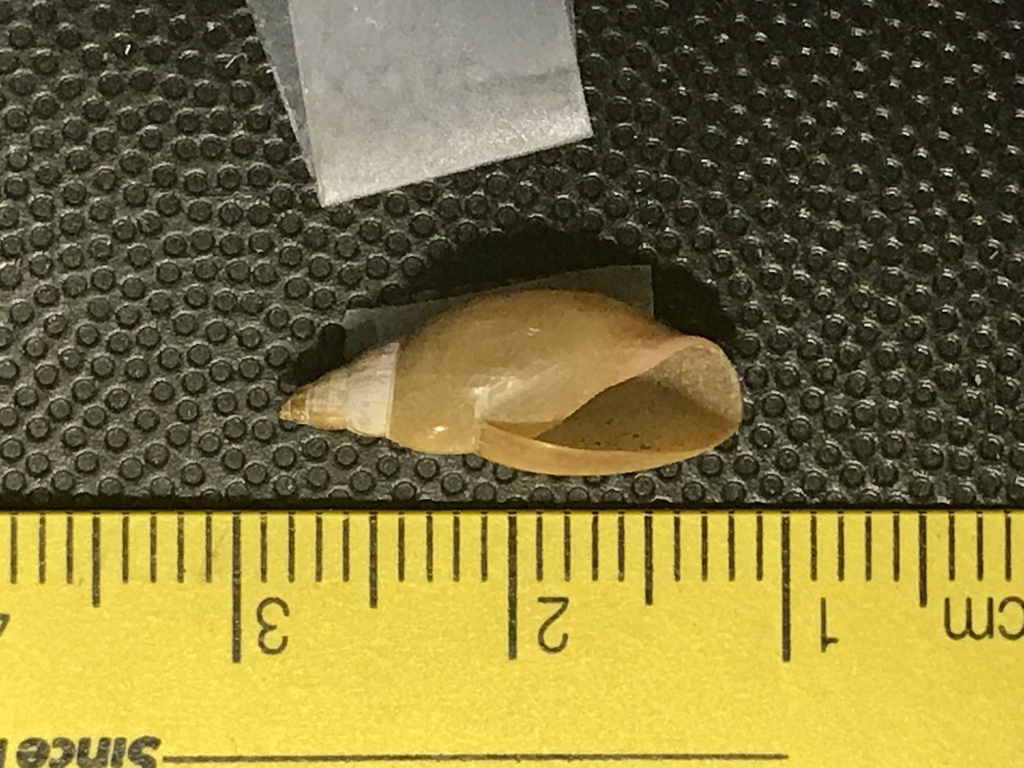 Lance Aplexa (Gastropods of the United States Pt.8) · iNaturalist