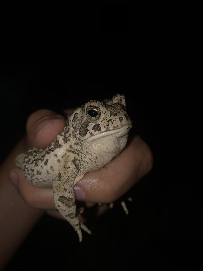 Woodhouse's Toad from Ogallala, NE, US on July 16, 2023 at 10:31 PM by ...