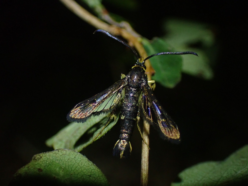 Strawberry Crown Moth from Oak Bay, BC, Canada on July 12, 2023 at 09: ...
